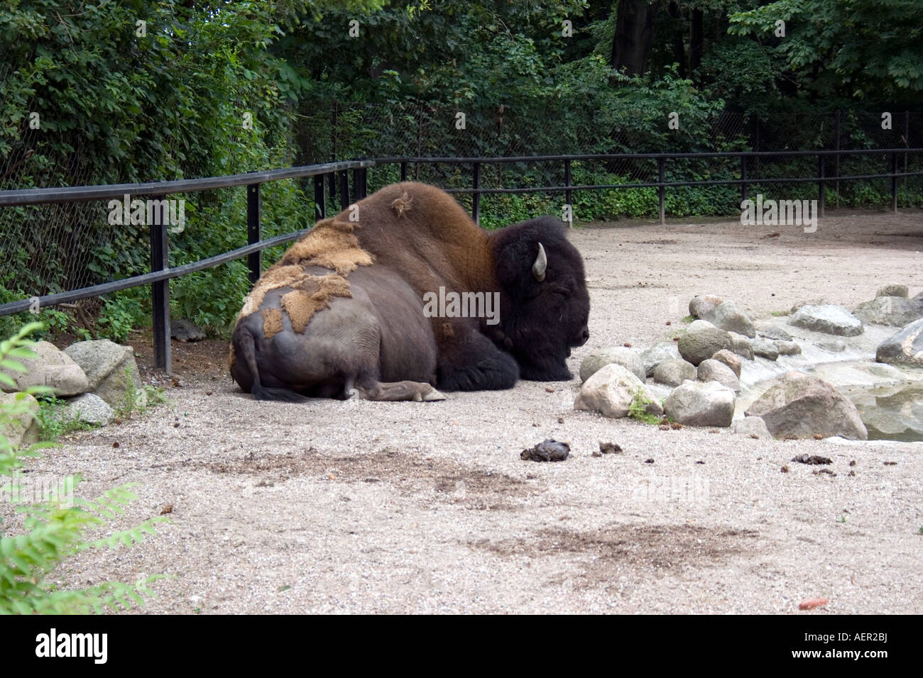 Bison in a zoo Stock Photo - Alamy