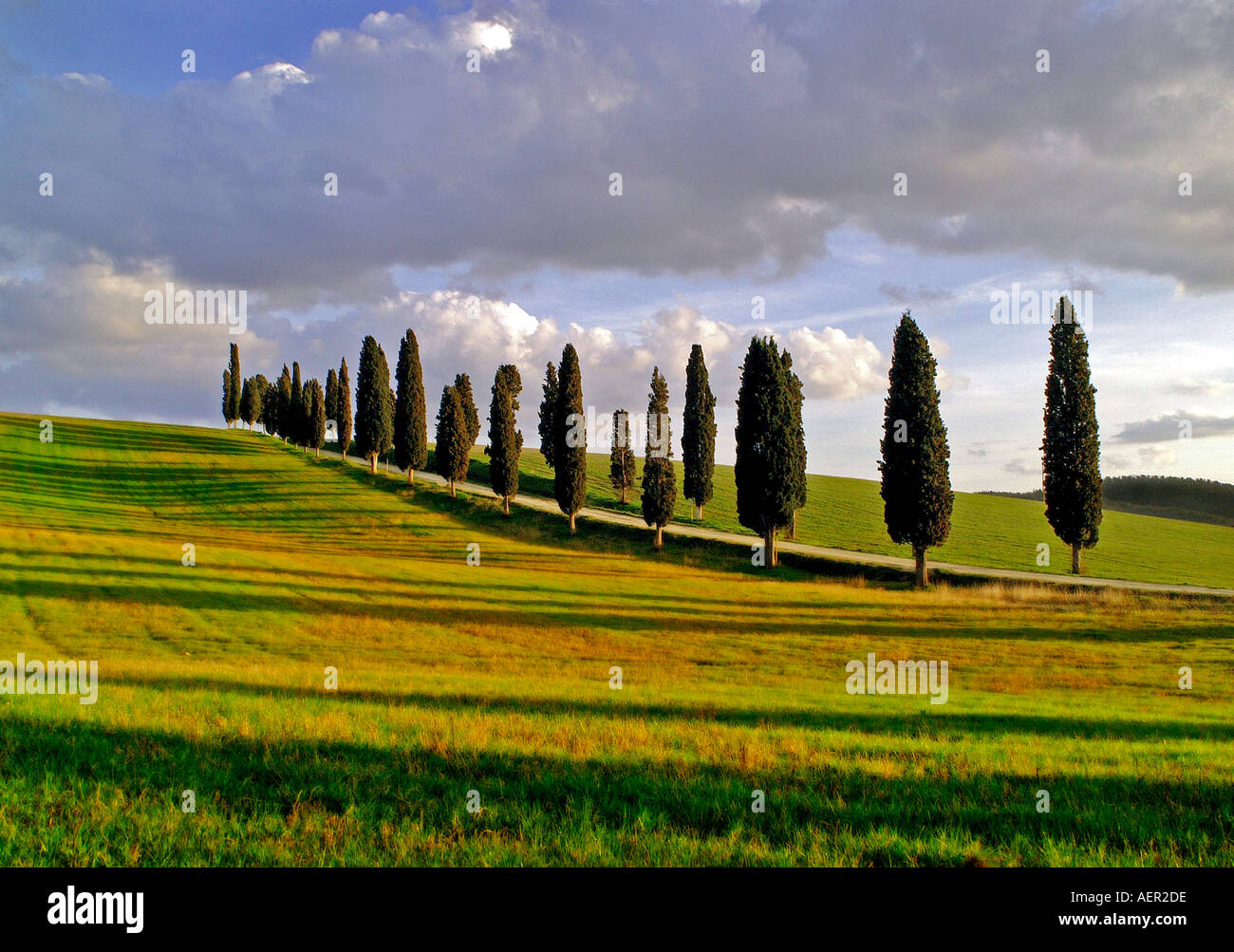 Line of cypress trees near Sienna Italy Stock Photo - Alamy