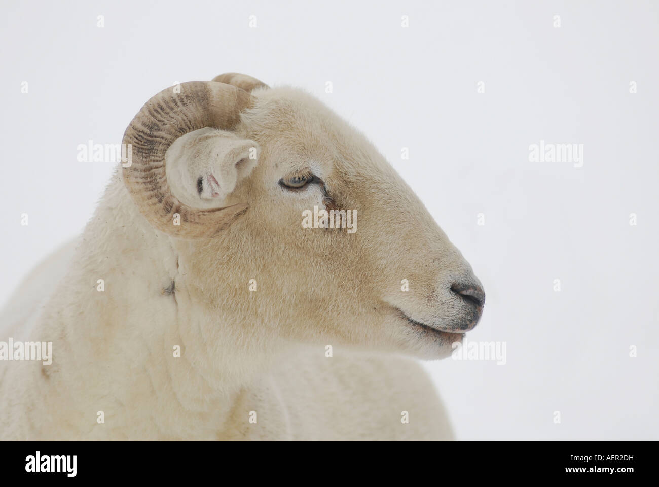 Sheep on a cold winters morning England Stock Photo - Alamy