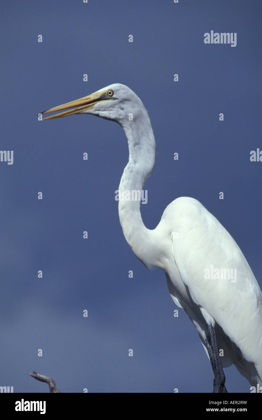 bird great egret portrait against blue sky Stock Photo - Alamy