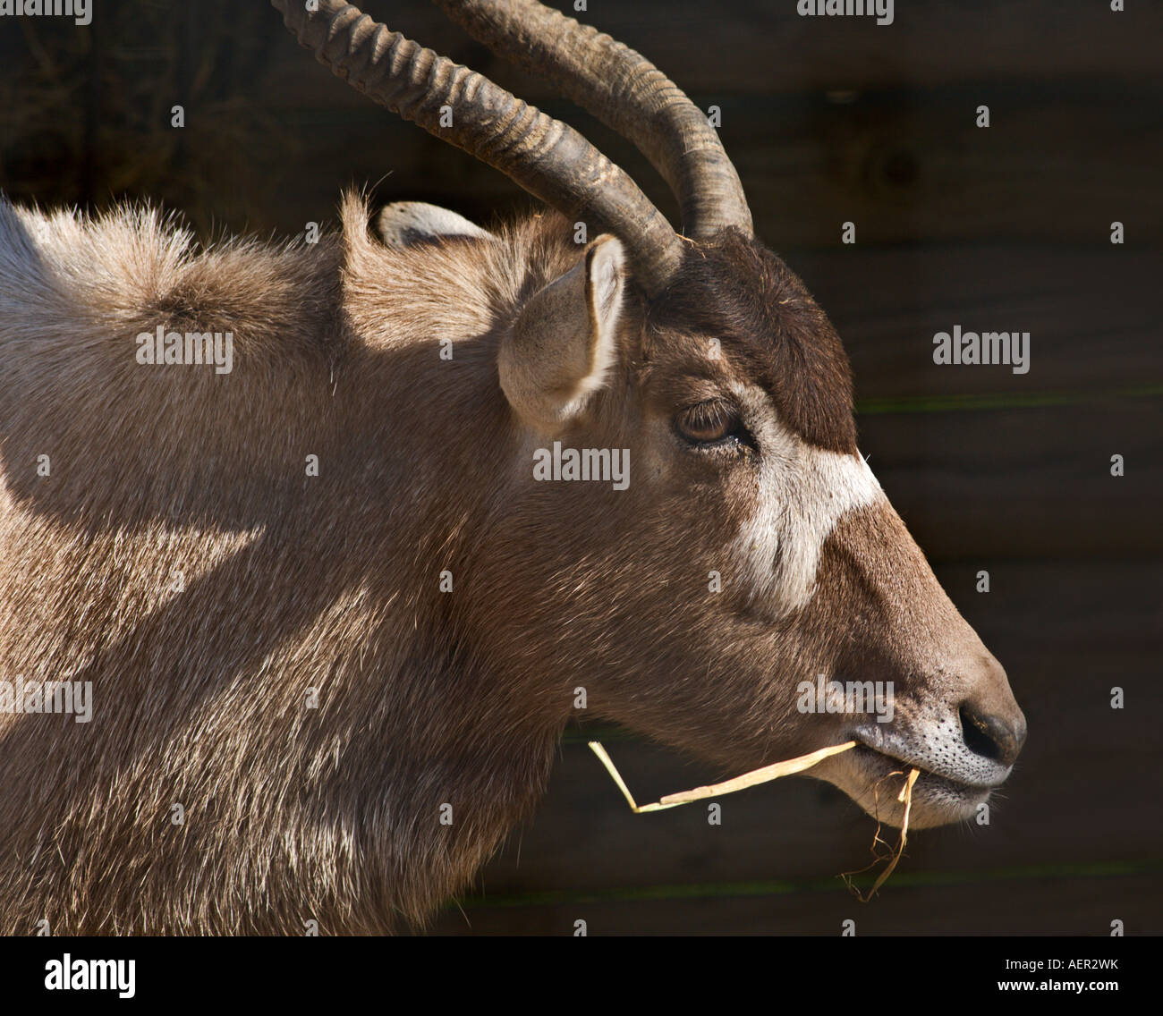 Addax (addax nasomaculatus Stock Photo - Alamy