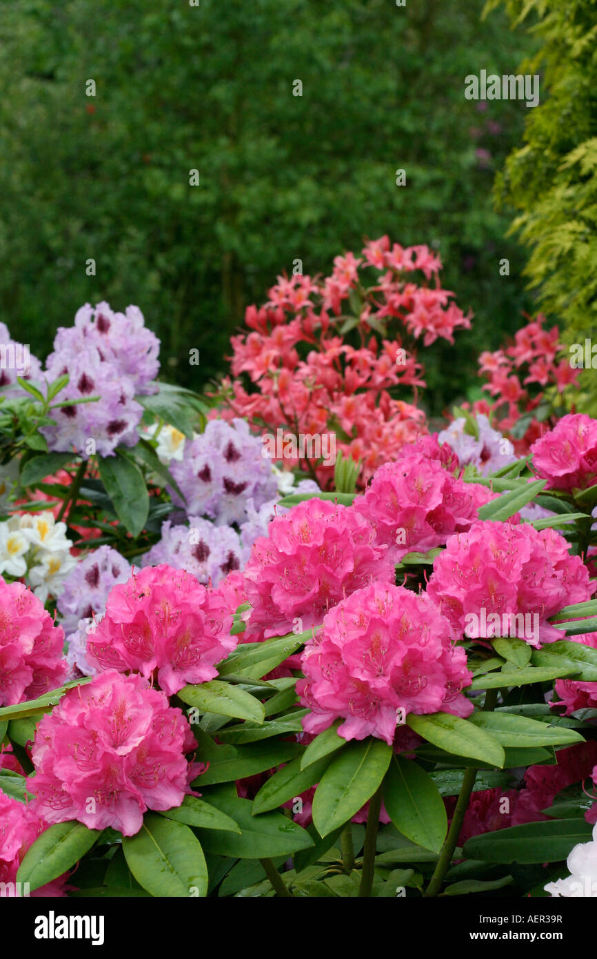 Rhododendron and Azalea Stock Photo - Alamy