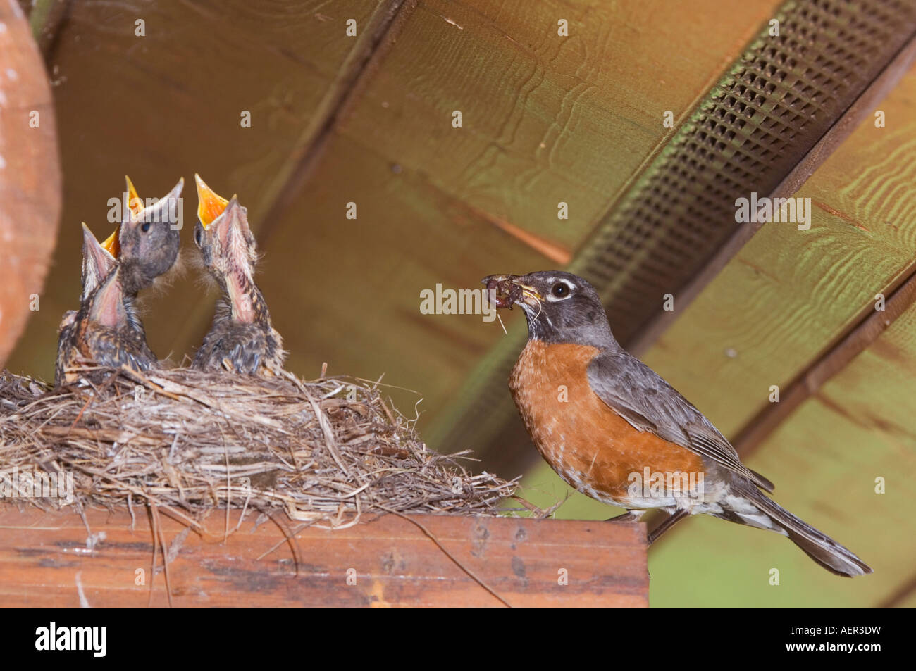 Adult robin feeding chicks hi-res stock photography and images - Alamy