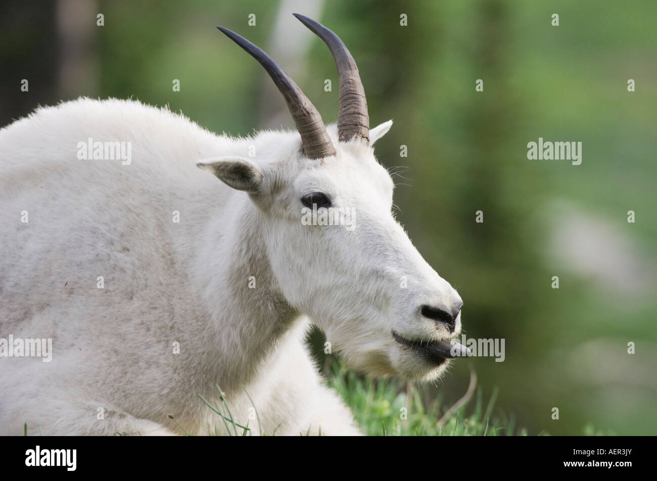 Mountain Goat Oreamnos americanus adult with summer coat showing tongue ...