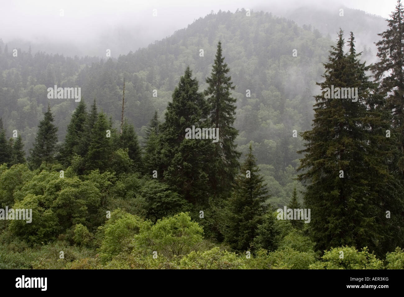 The misty, primeval forests of the Minshan (or Min Mountains) in ...