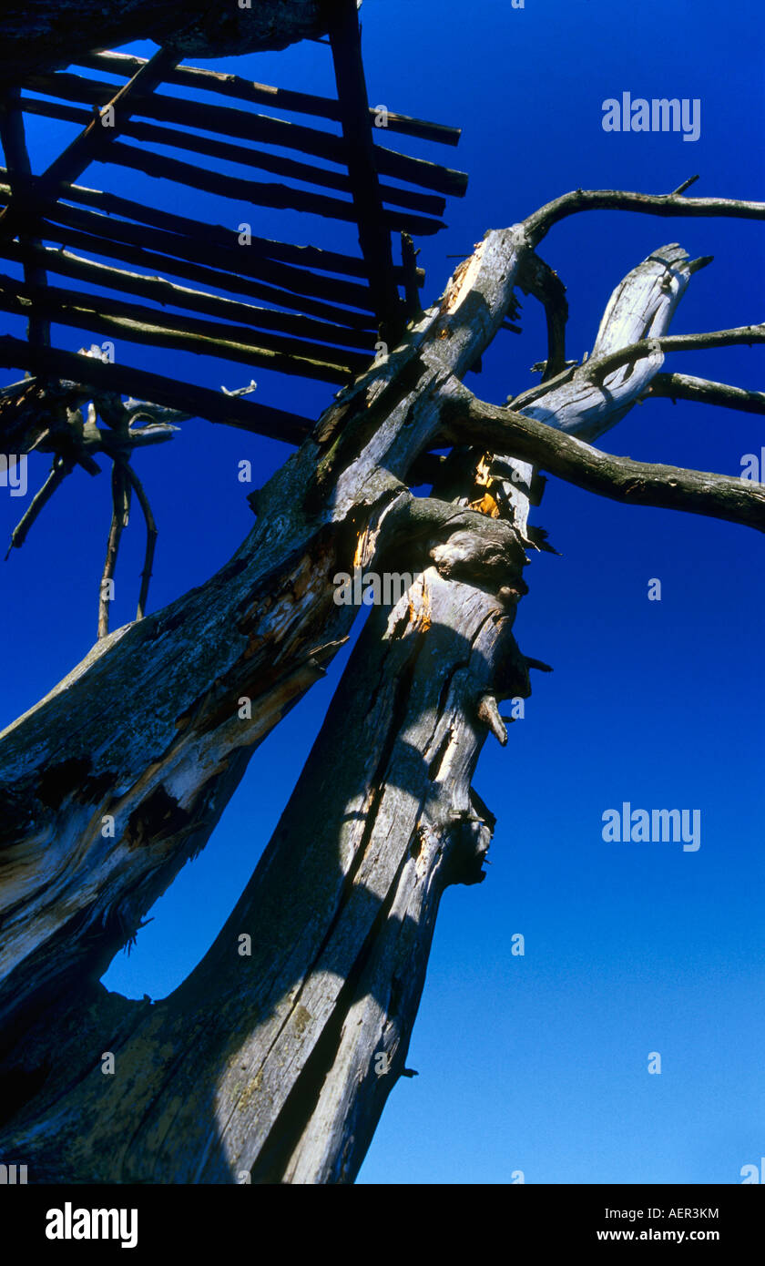 The wither tree Stock Photo - Alamy