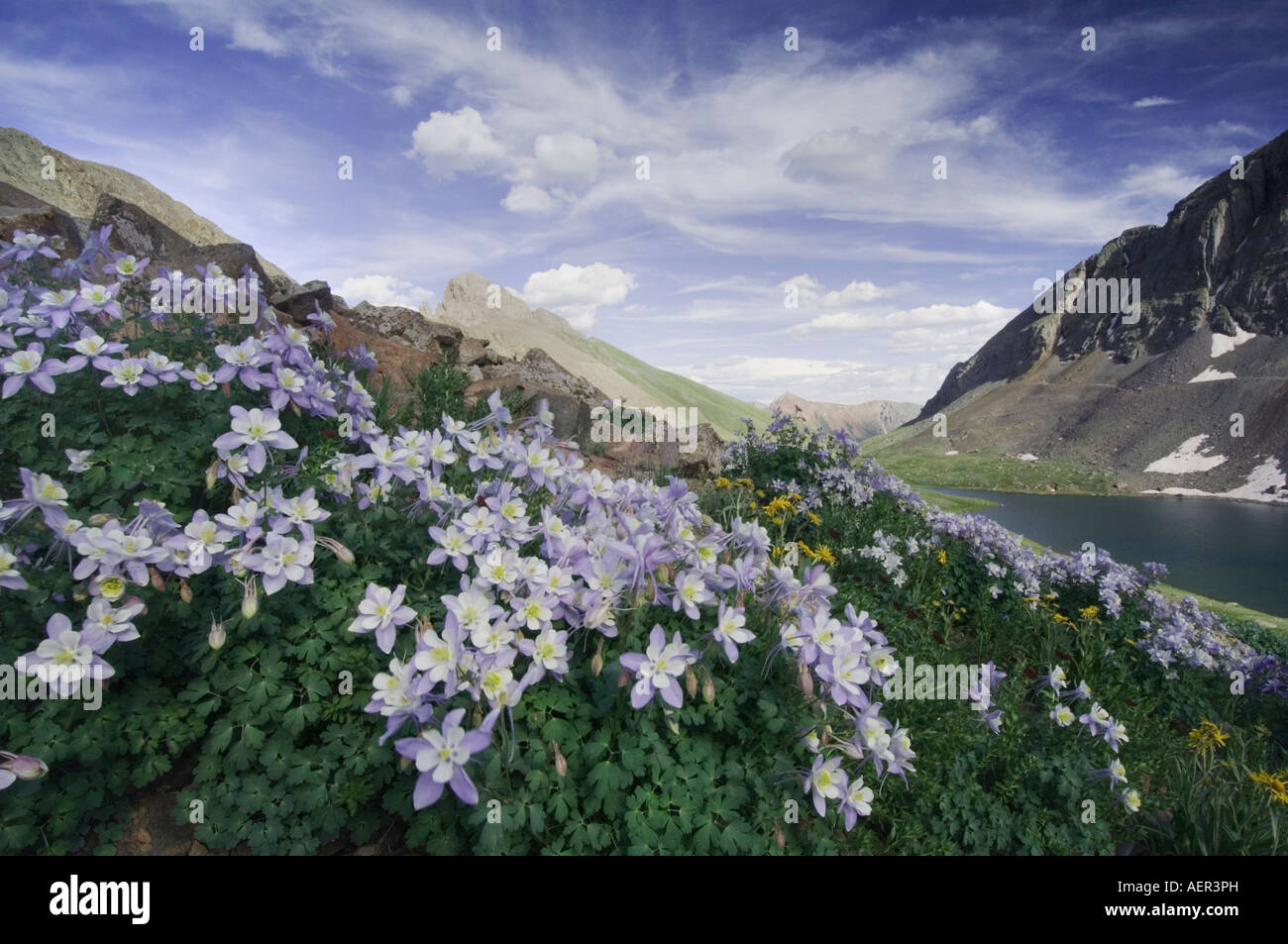 Clear Lake and wildflowers in alpine meadow Blue Columbine Aquilegia ...