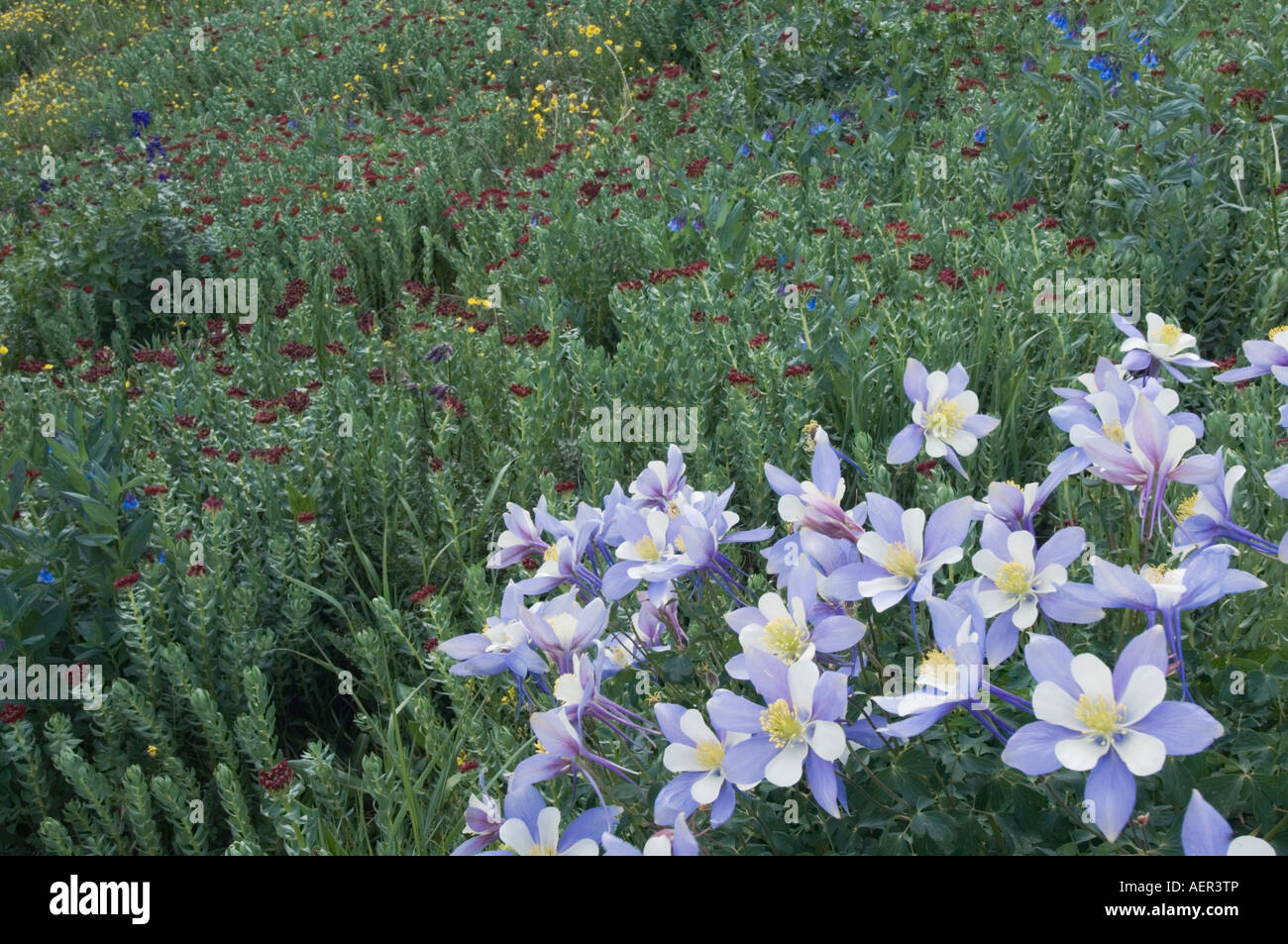 Wildflowers in alpine meadow Blue Columbine Colorado Columbine ...