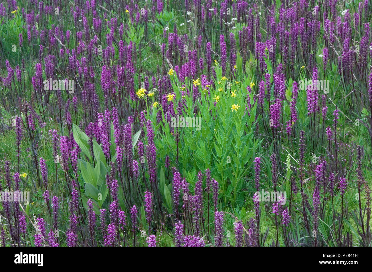 Purple ragwort hi-res stock photography and images - Alamy