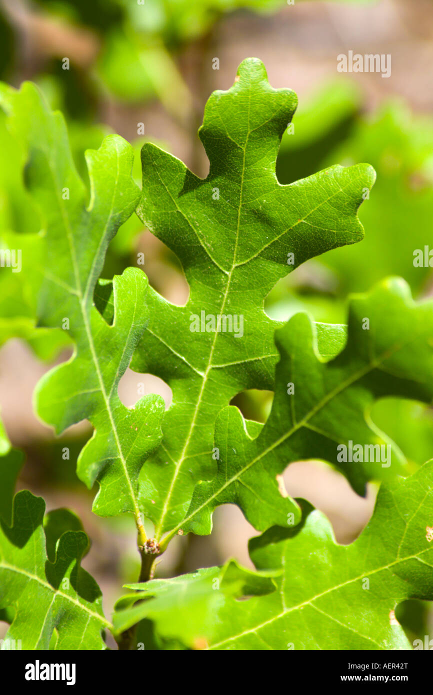 Gambel's oak hi-res stock photography and images - Alamy