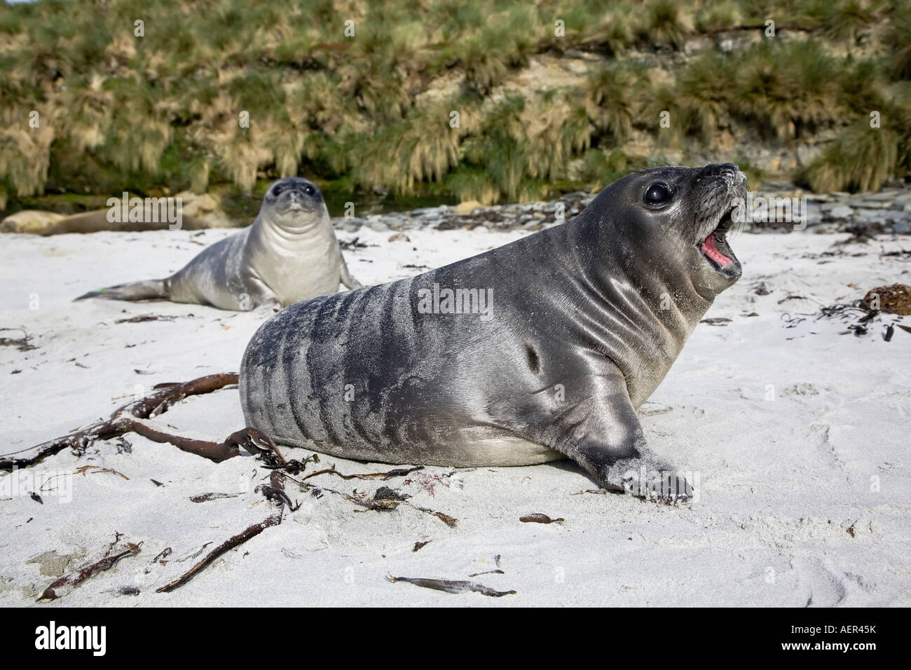 Young Southern Elephant Seal Pups on the beach roaring Stock Photo - Alamy