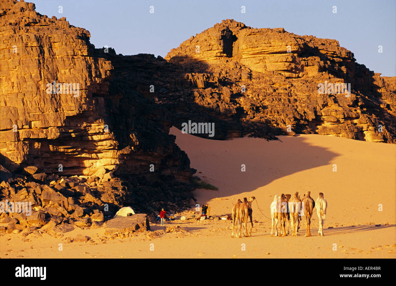 Libya tuareg camel africa desert hi-res stock photography and images ...