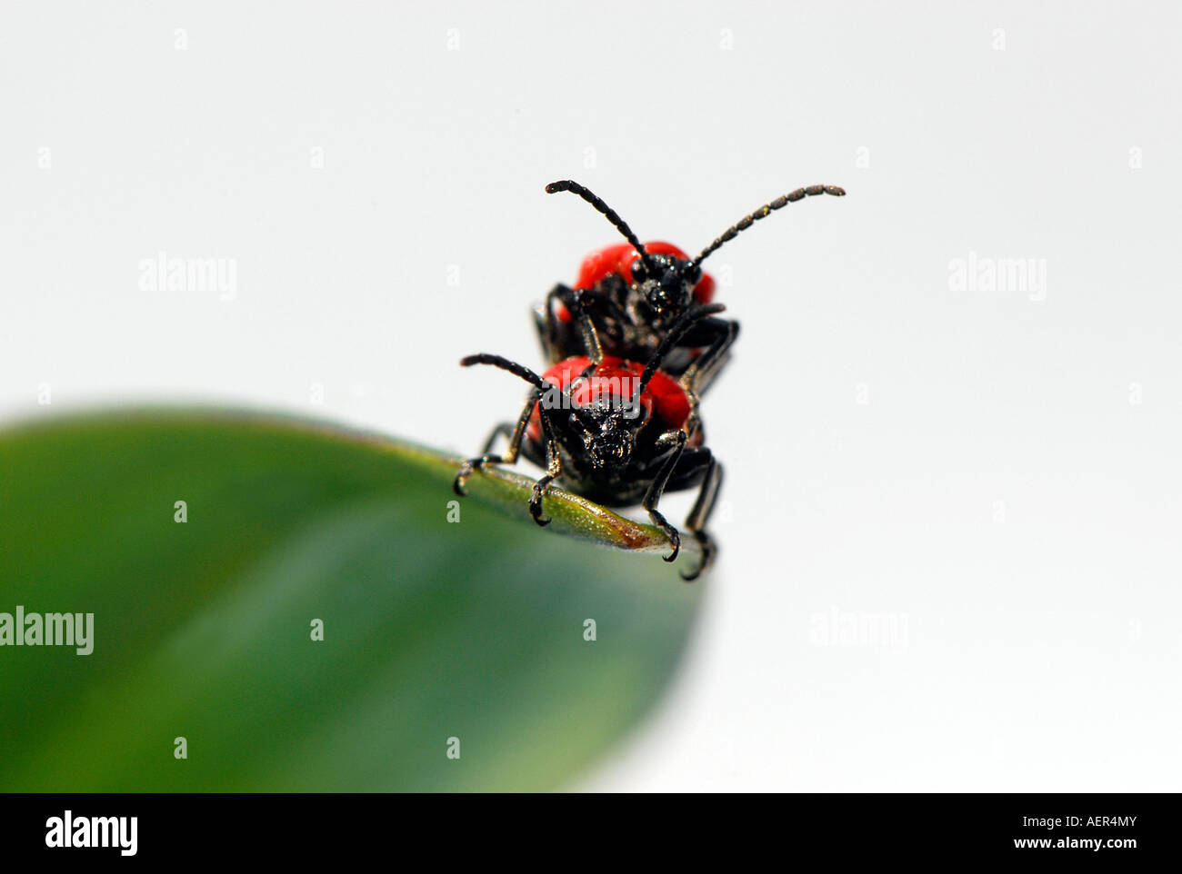 Two Red lily beetles on a lily leaf Stock Photo - Alamy
