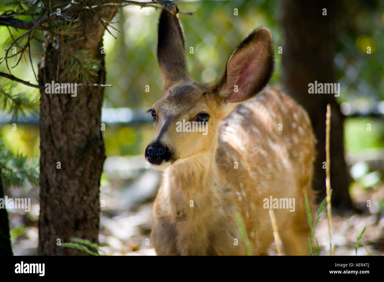Mule deer fawn Stock Photo - Alamy