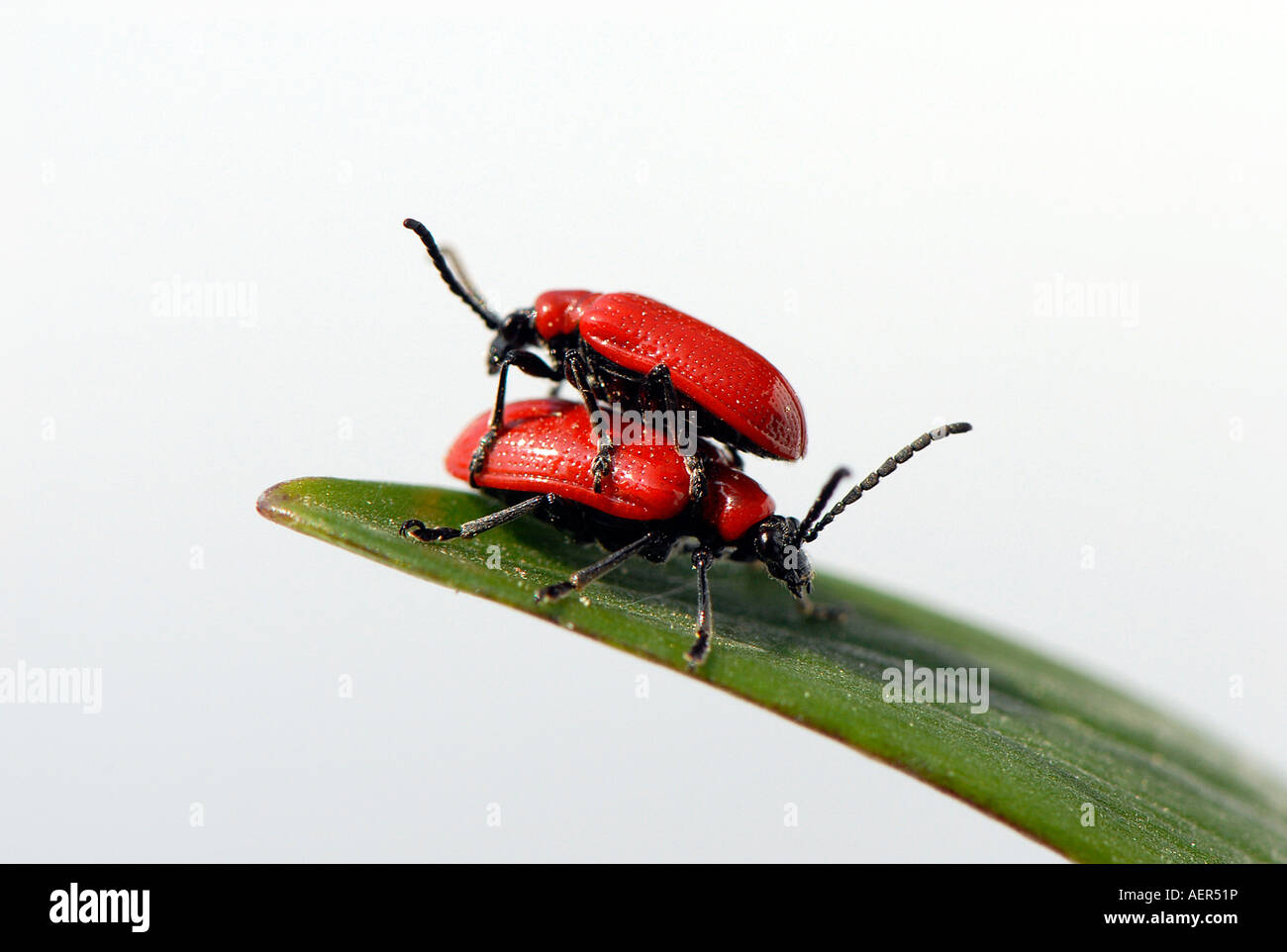 Two confused red lily beetles Stock Photo - Alamy
