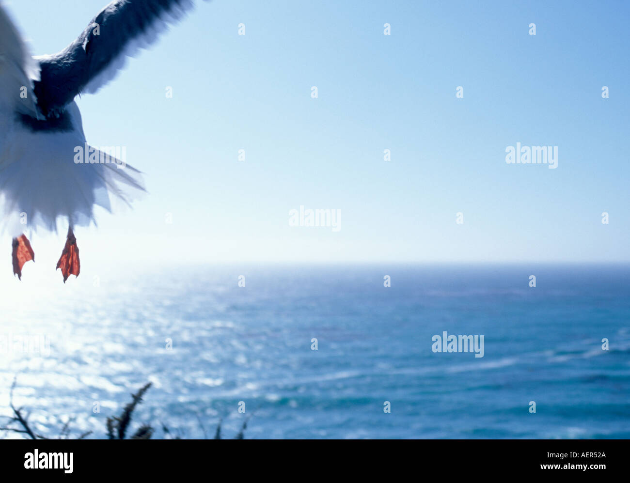 Seabird taking off towards sea Stock Photo - Alamy