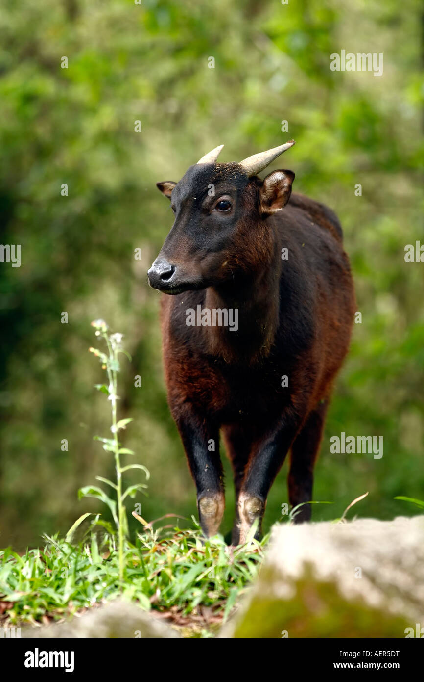 LOWLAND ANOA (Bubalus depressicornis Stock Photo - Alamy