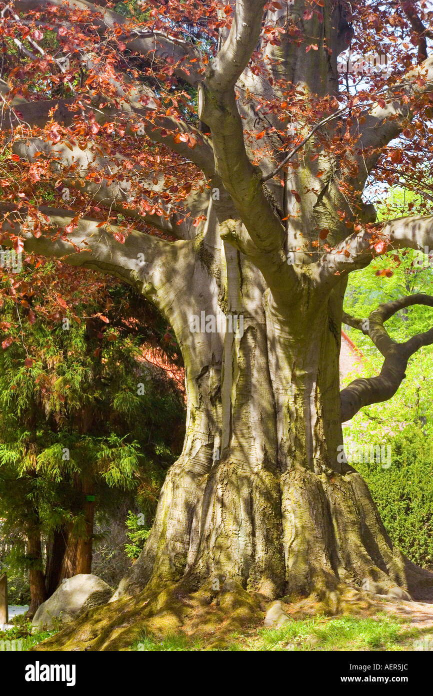 Old beech tree in the springtime Fagus sylvatica Var purpurea Stock ...
