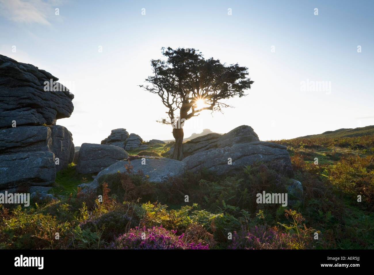 Hawthorne Tree at Saddle Tor looking towards Haytor Rocks Dartmoor ...