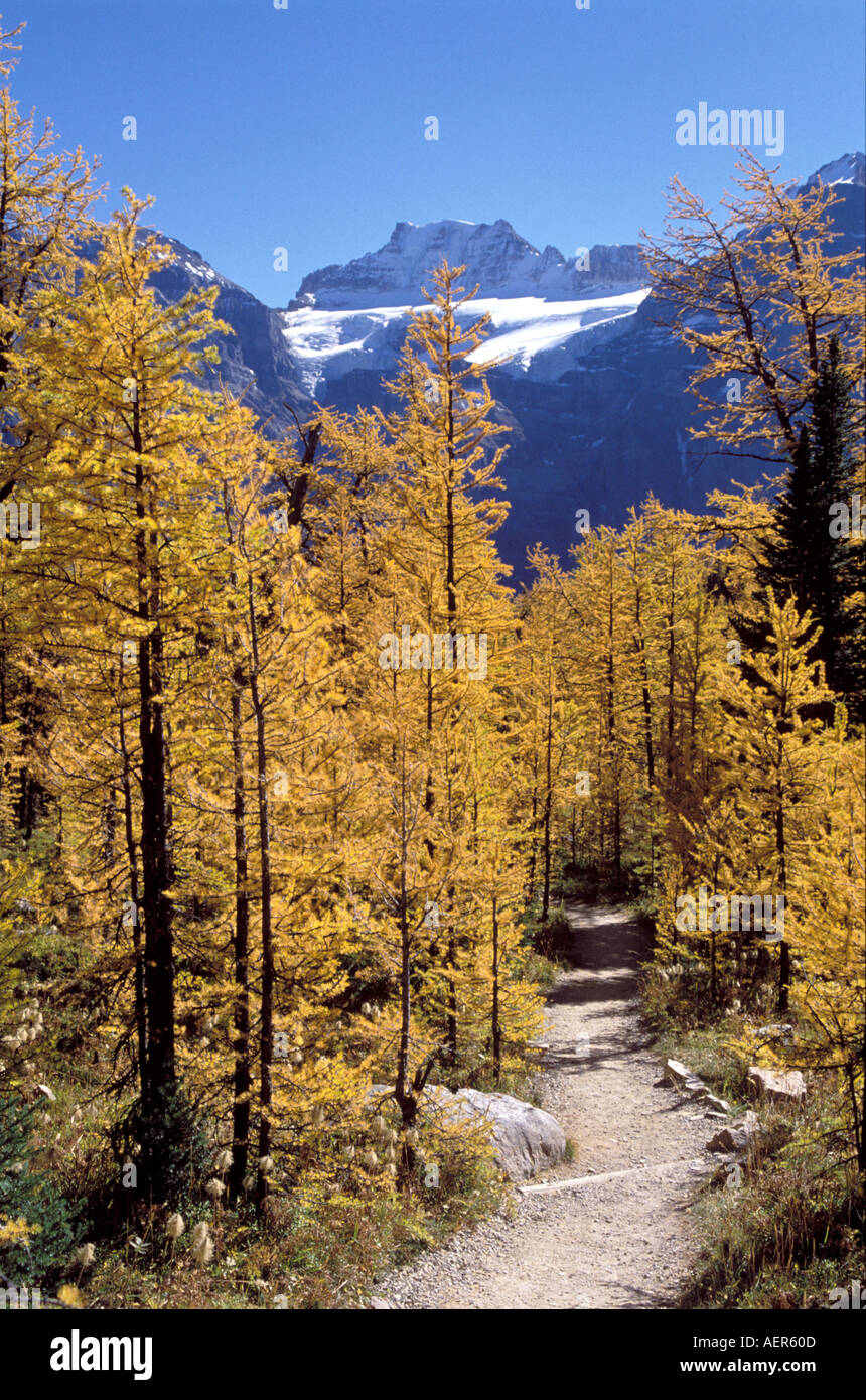 Canada Banff National Park path through autumn coloured larch trees ...