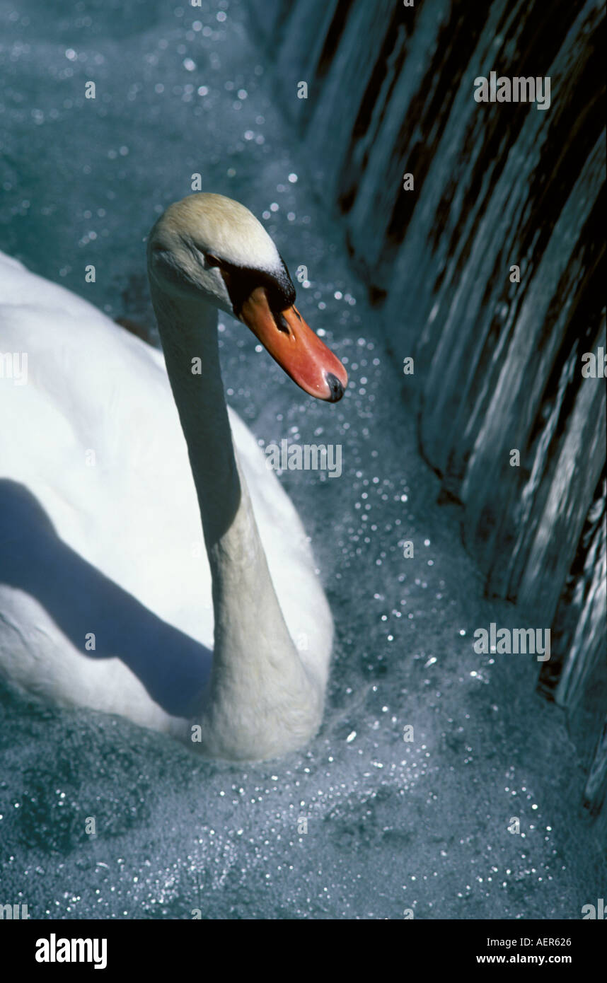 Swan at base of waterfall close up Stock Photo - Alamy