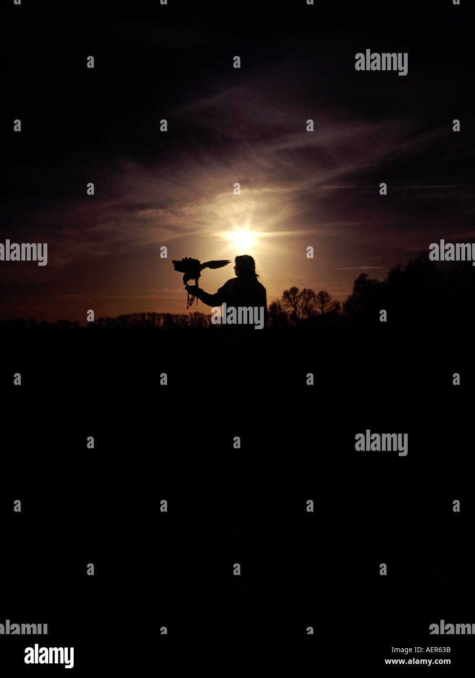 The falconer hi-res stock photography and images - Alamy