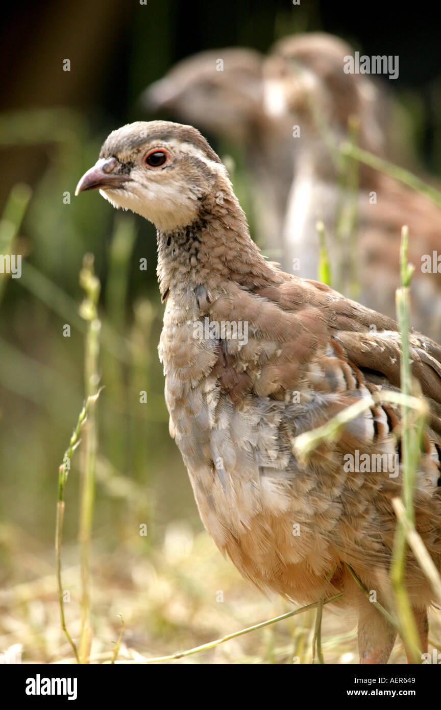 Poults hi-res stock photography and images - Alamy
