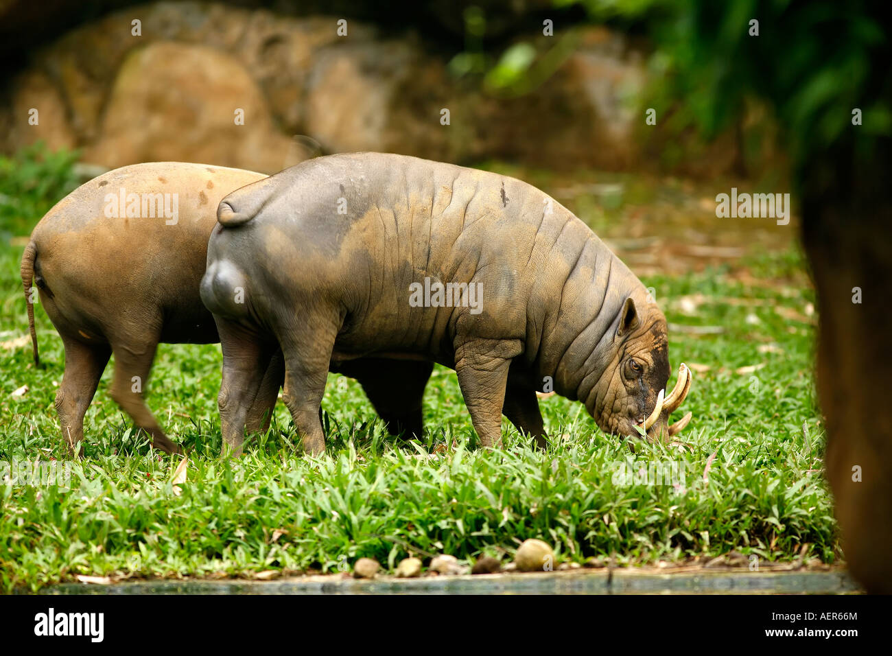 Babyrussa hi-res stock photography and images - Alamy
