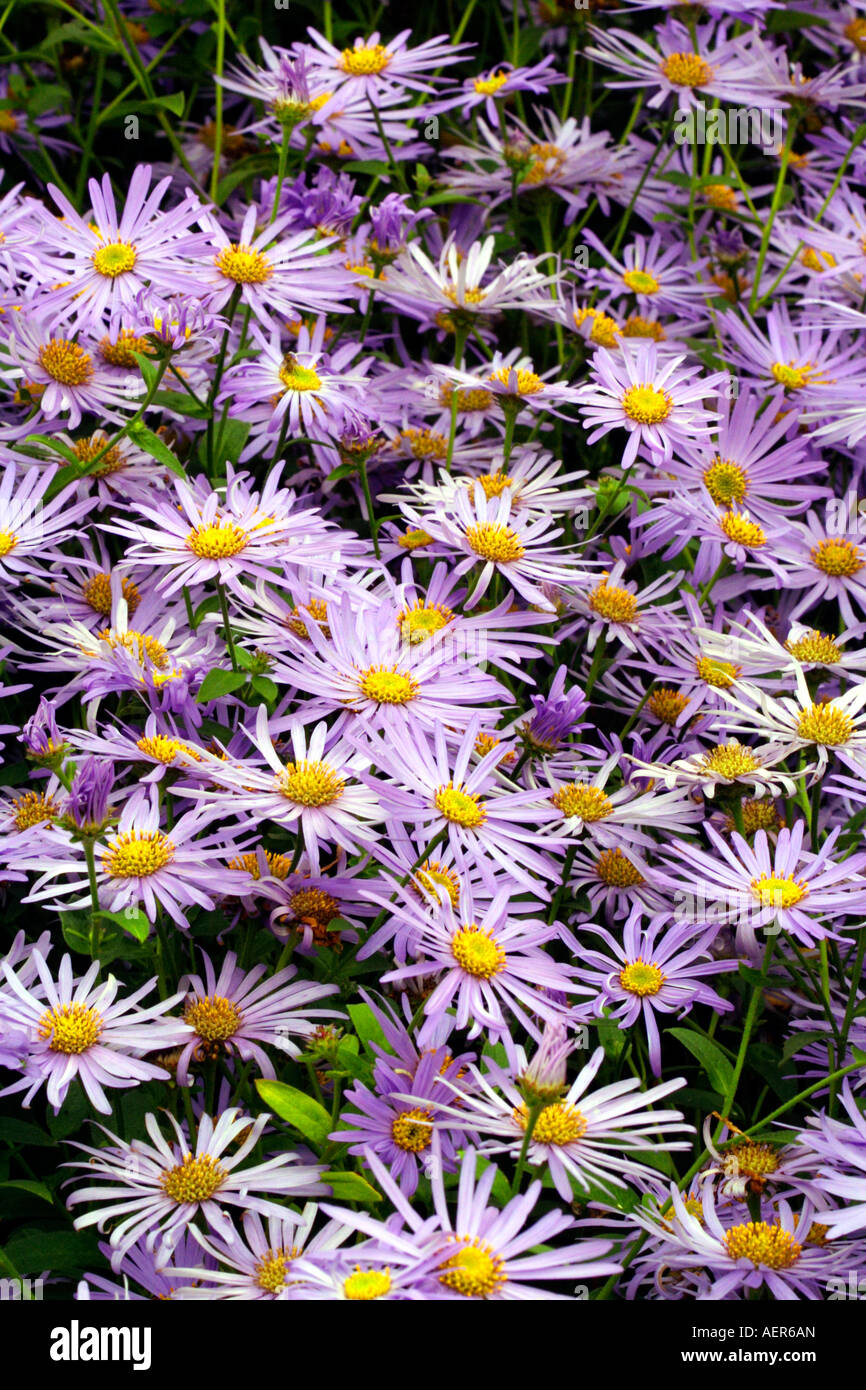 Aster x frikartii monch Stock Photo - Alamy