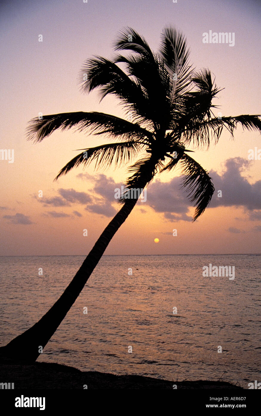 tropical beach at sunset dominican republic archipelago of the greater ...