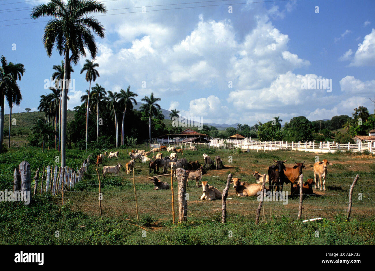 cattle ranch cooperative cuba Stock Photo - Alamy