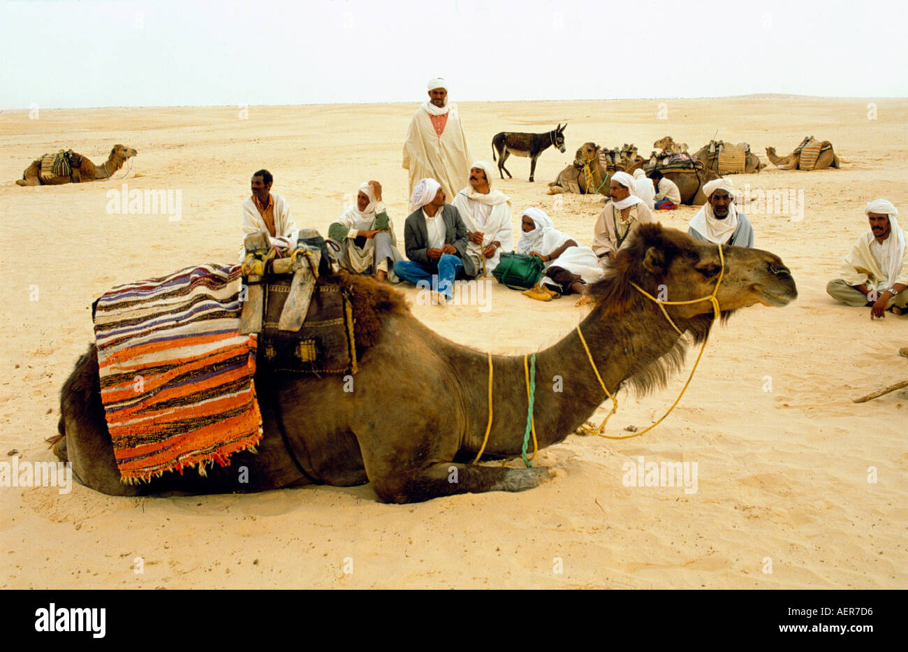 camels waiting for tourists oasis of douz sahara desert tunisia Stock ...