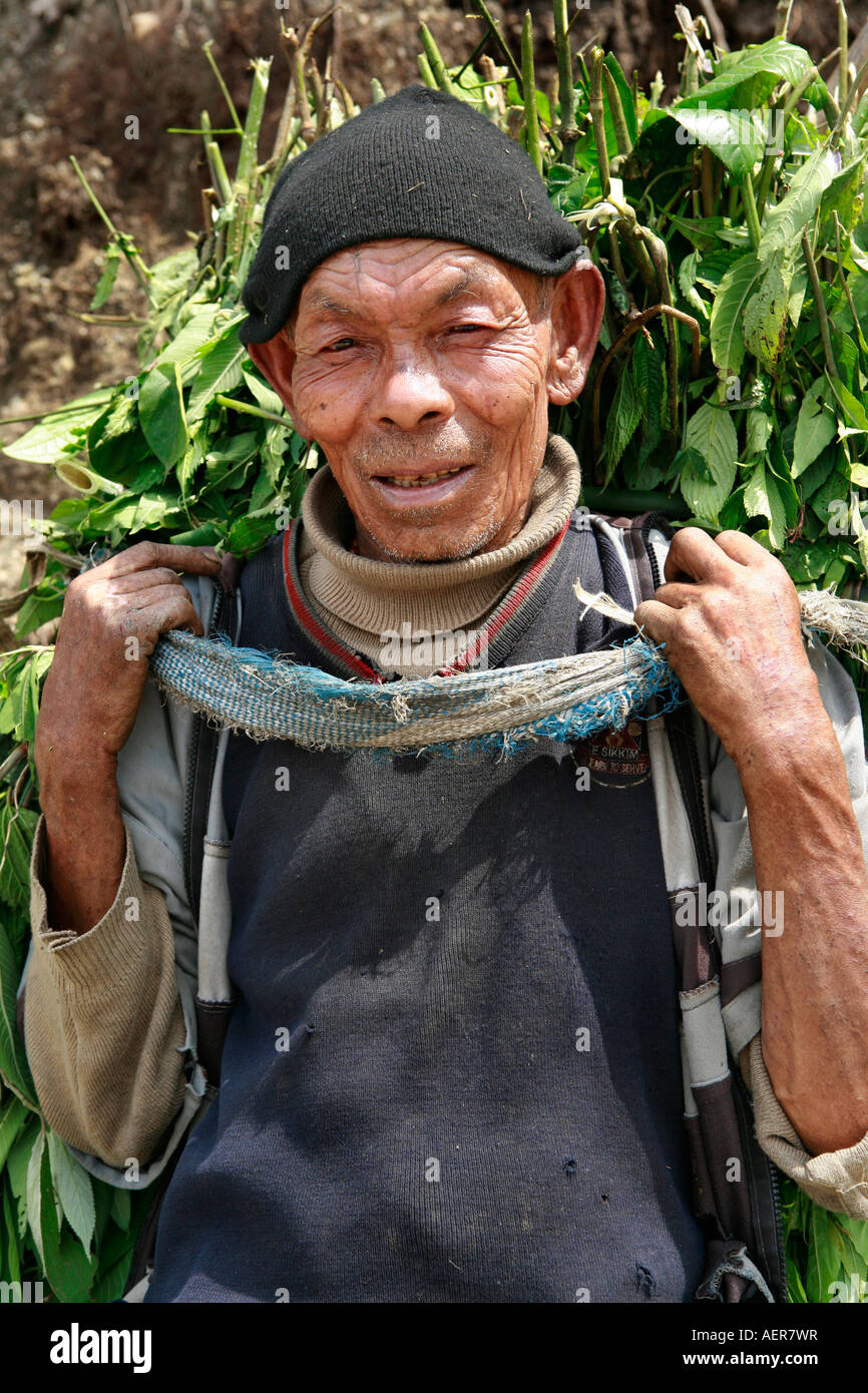 Hill farmer carrying fodder on the road between Gangtok and Phodong ...