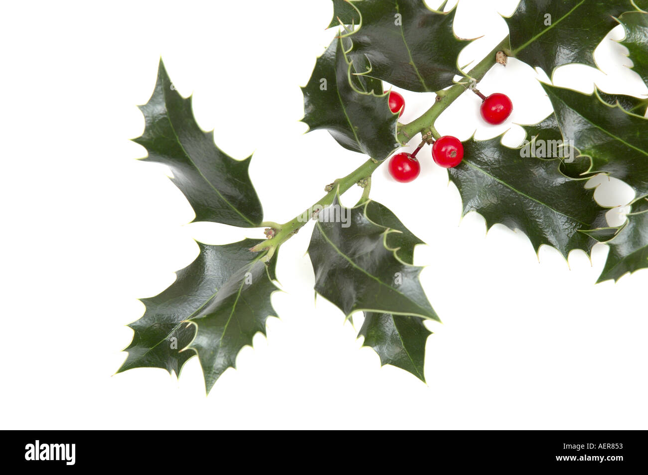 Holly branch hi-res stock photography and images - Alamy