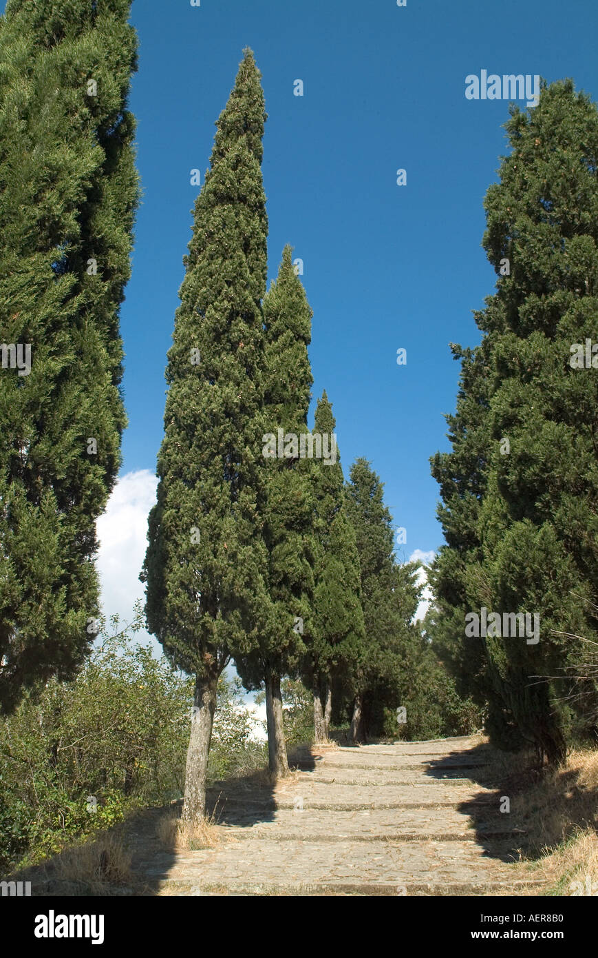 Tuscany Italy View of cypress trees and hillside vegetation from the ...