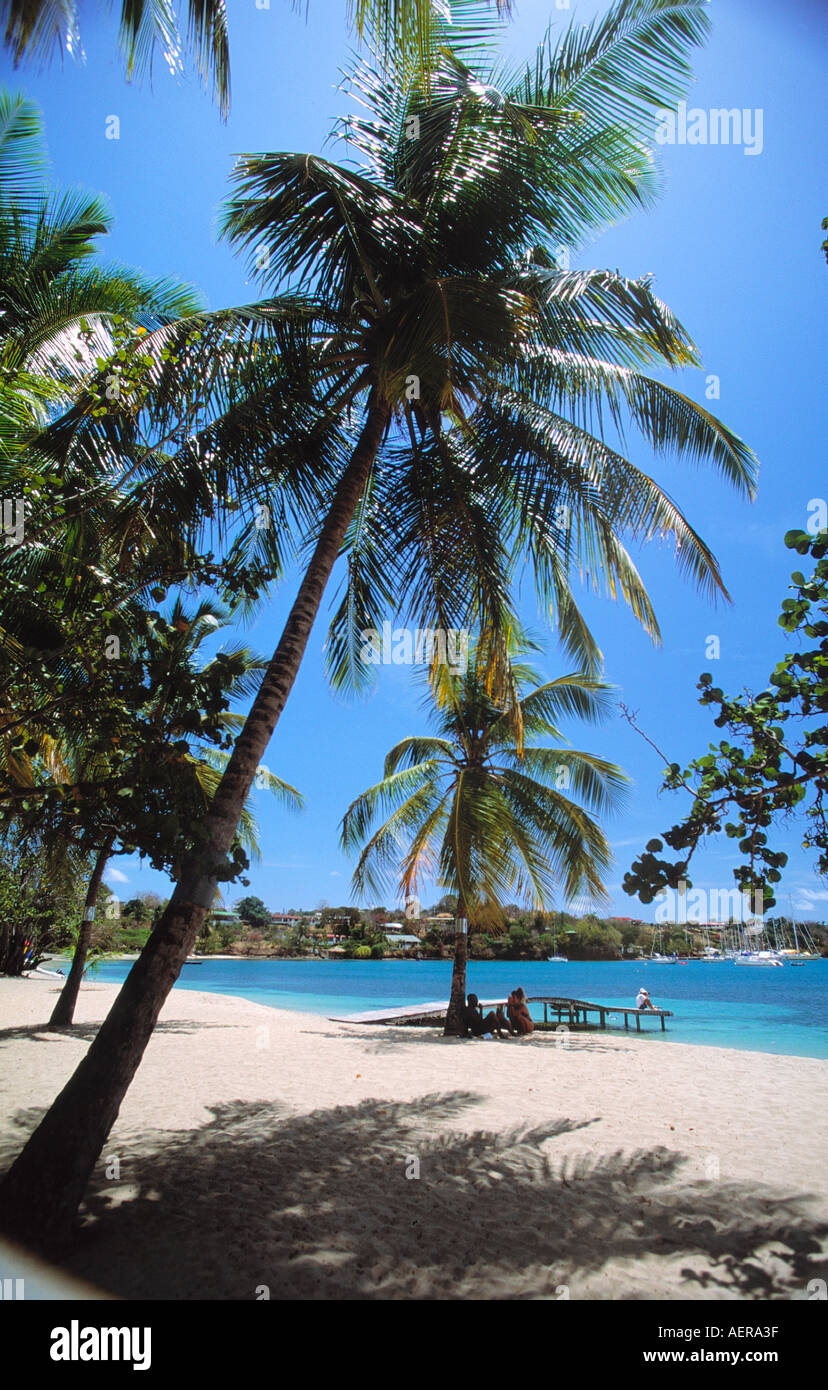 palmtrees at beach island of grenada archipelago of the lesser antilles ...