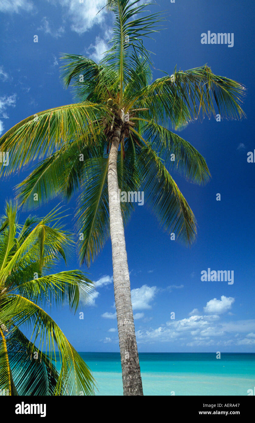 palmtrees at beach island of grenada archipelago of the lesser antilles ...
