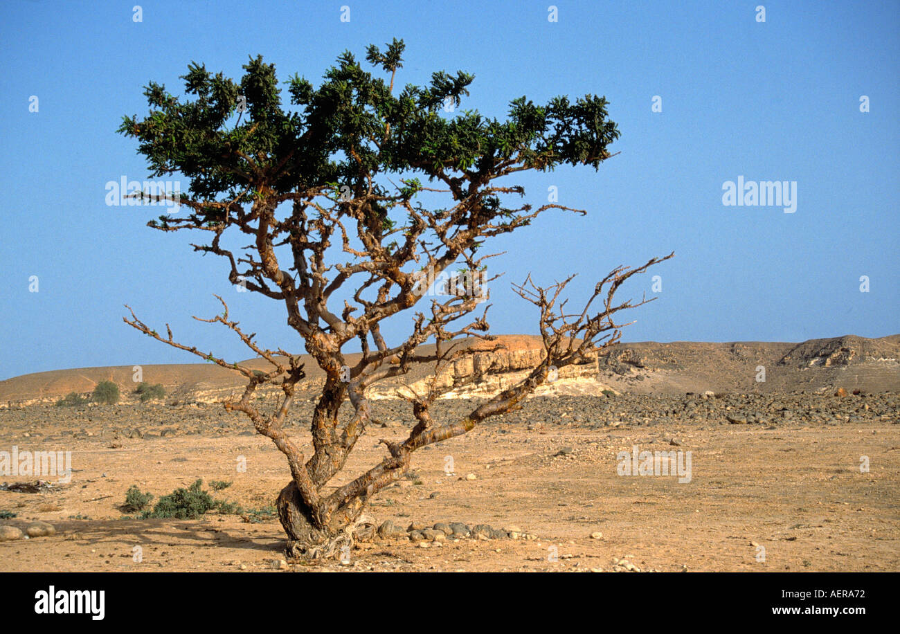frankincense bush Boswelia sacra region of dhofar oman Stock Photo - Alamy