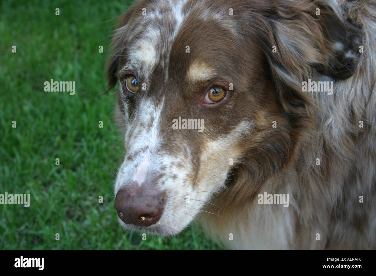 Stray dog with blue eye Stock Photo - Alamy