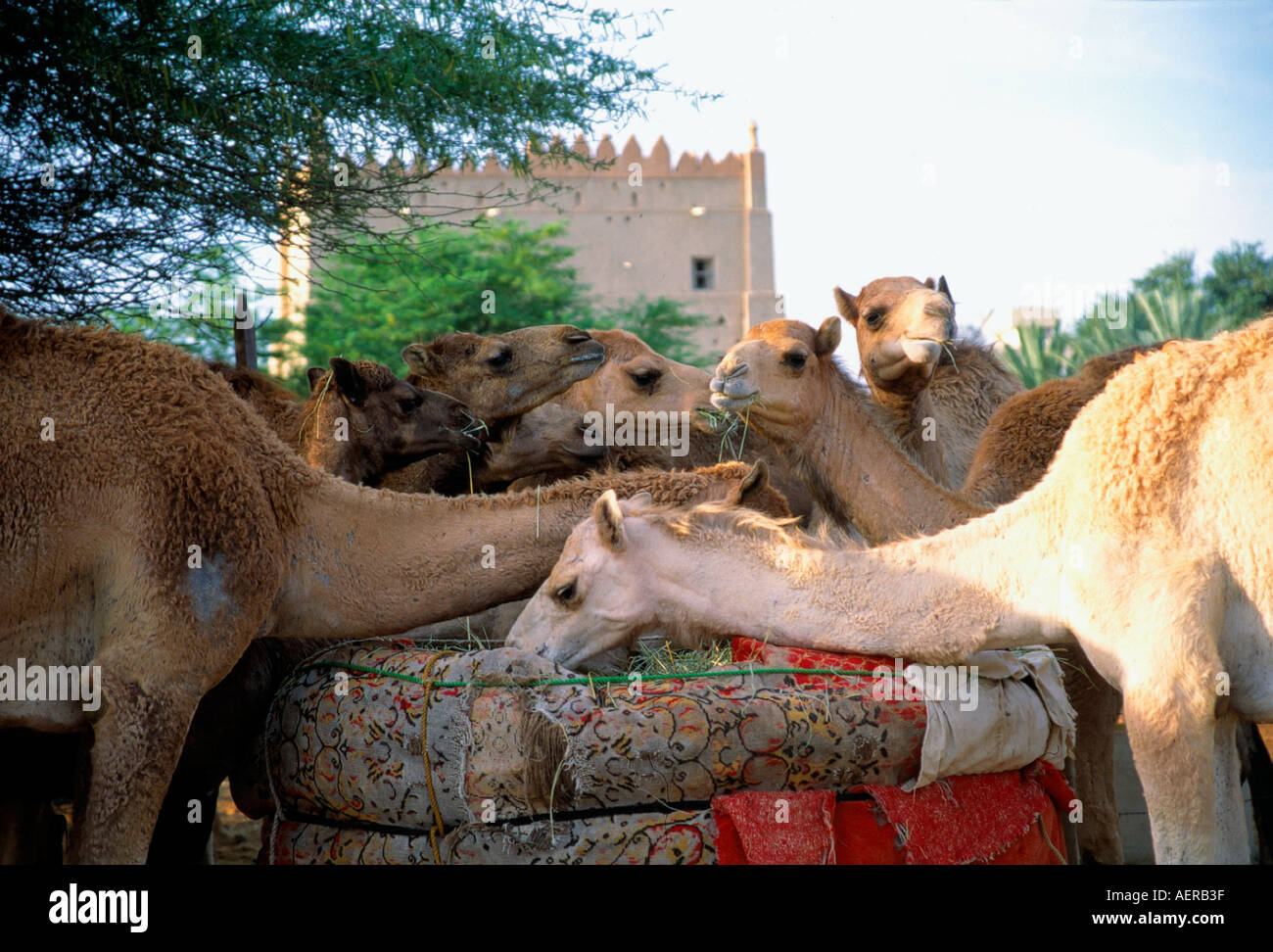 dromedaries at market emirate of fujairah united arab emirates uae ...