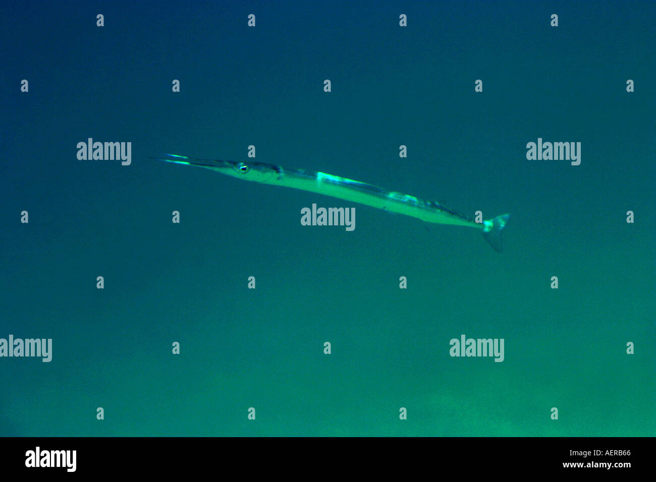 Needlefish hi-res stock photography and images - Alamy