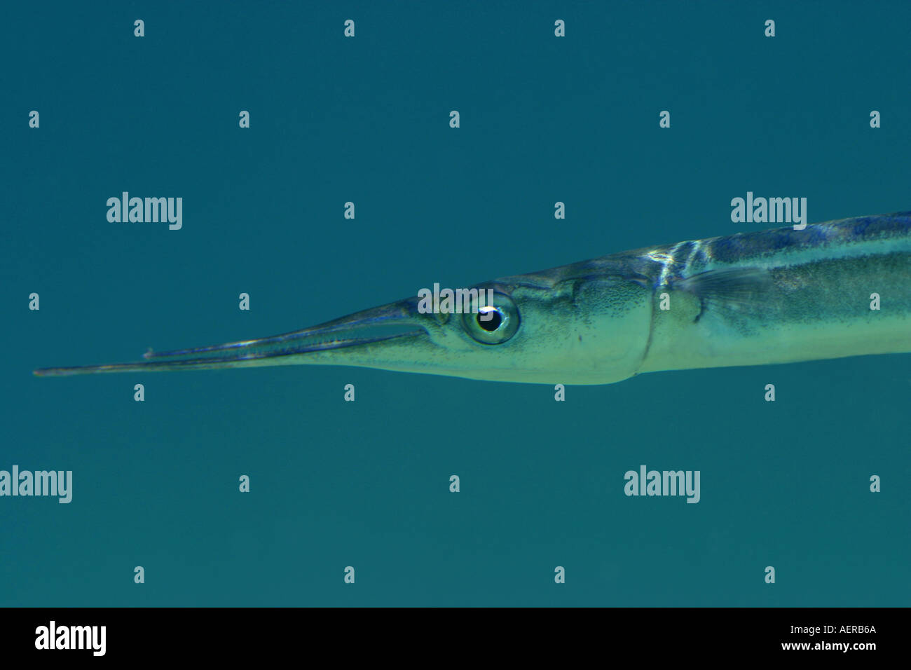 Needlefish in Aegean Sea Mediterranean Stock Photo - Alamy