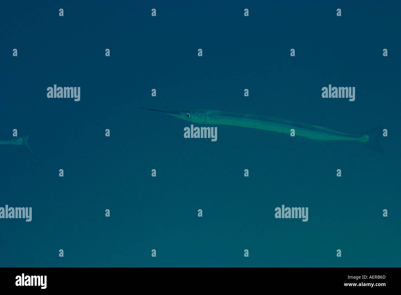 Needlefish in Aegean Sea Mediterranean Stock Photo - Alamy
