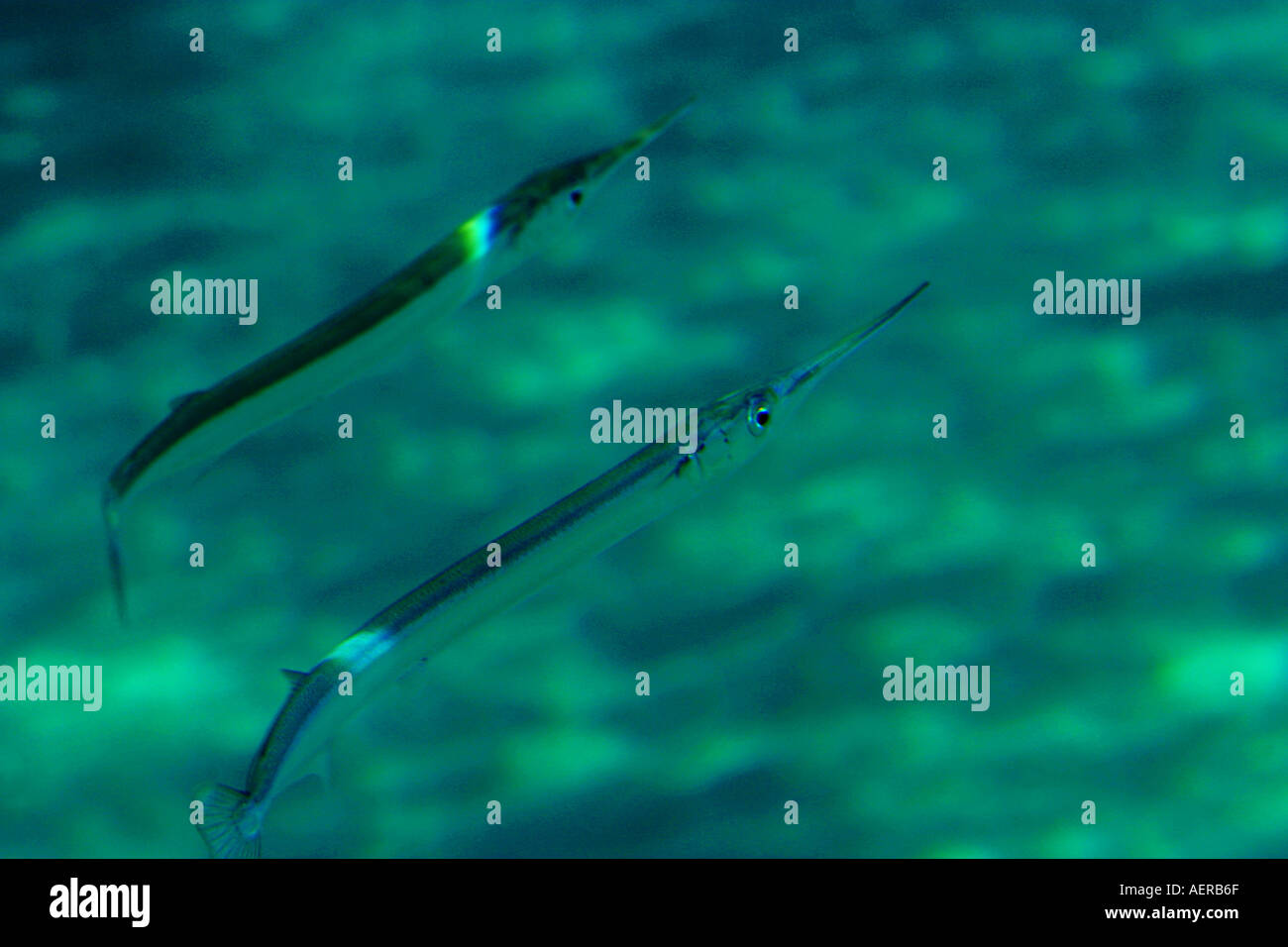 Needlefish in Aegean Sea Mediterranean Stock Photo - Alamy