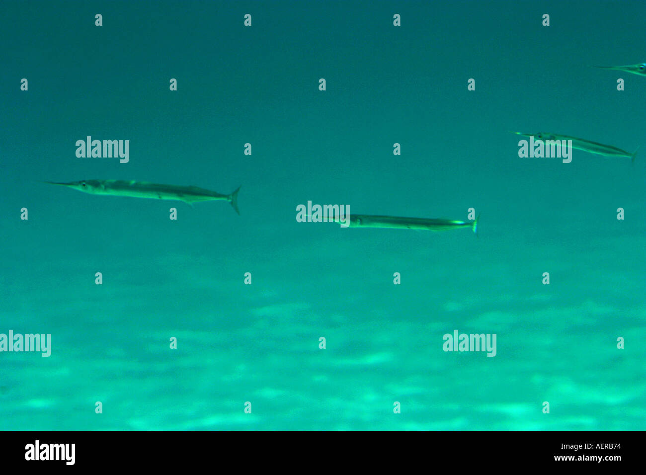 Scubadiving in the mediterranean sea hi-res stock photography and ...