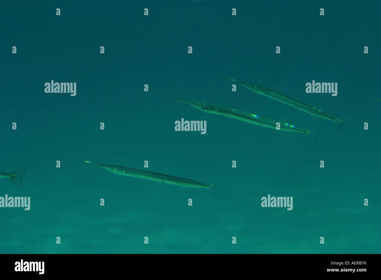 Scubadiving in the mediterranean sea hi-res stock photography and ...