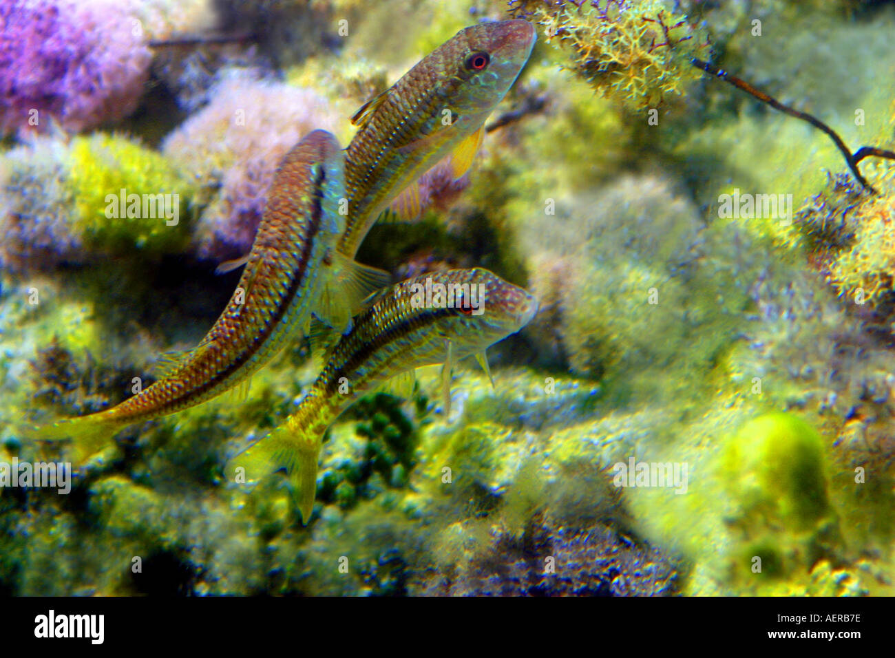 goatfish red mullet in Aegean Mediterranean Stock Photo - Alamy