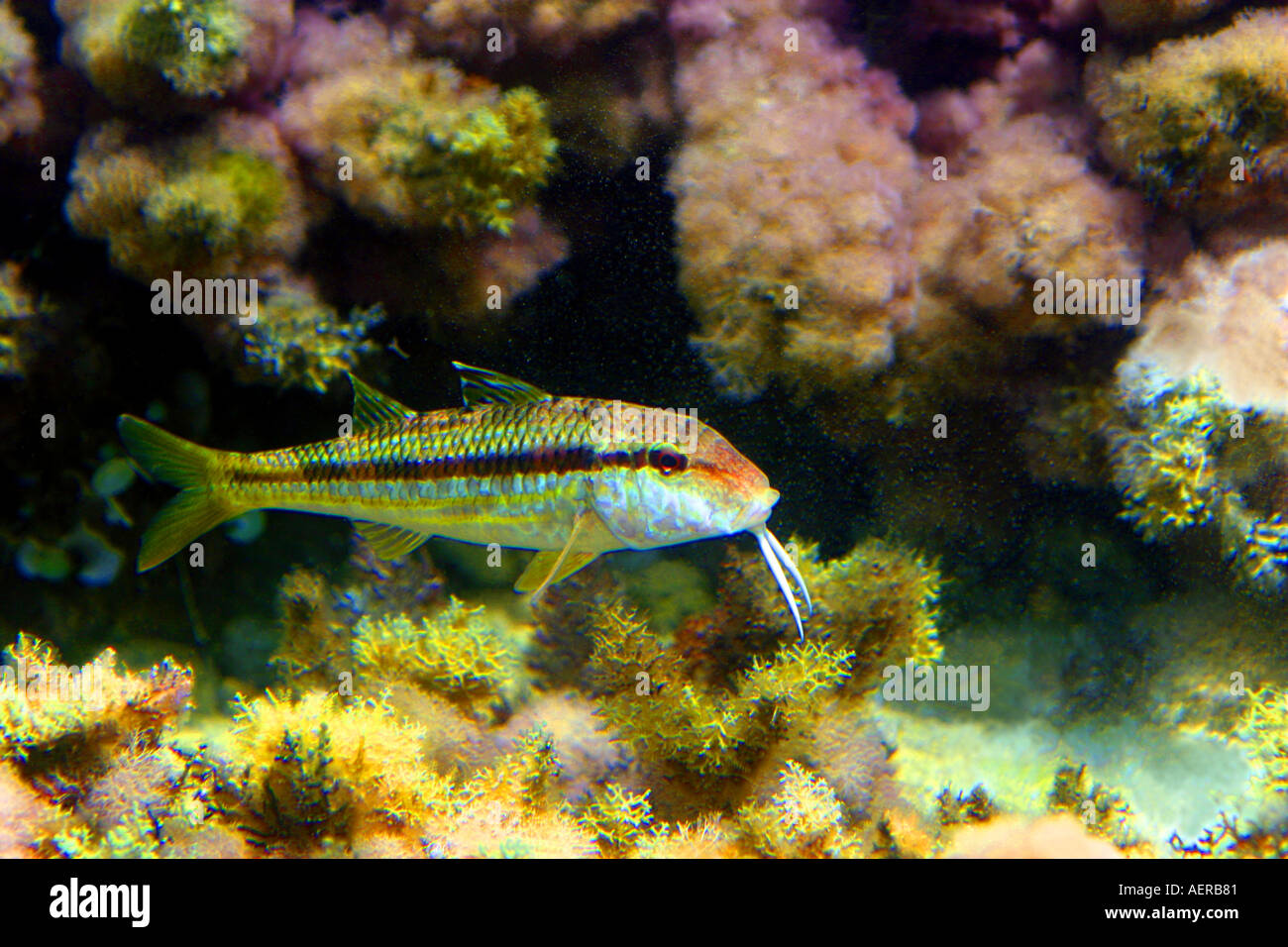 goatfish red mullet in Aegean Mediterranean Stock Photo - Alamy
