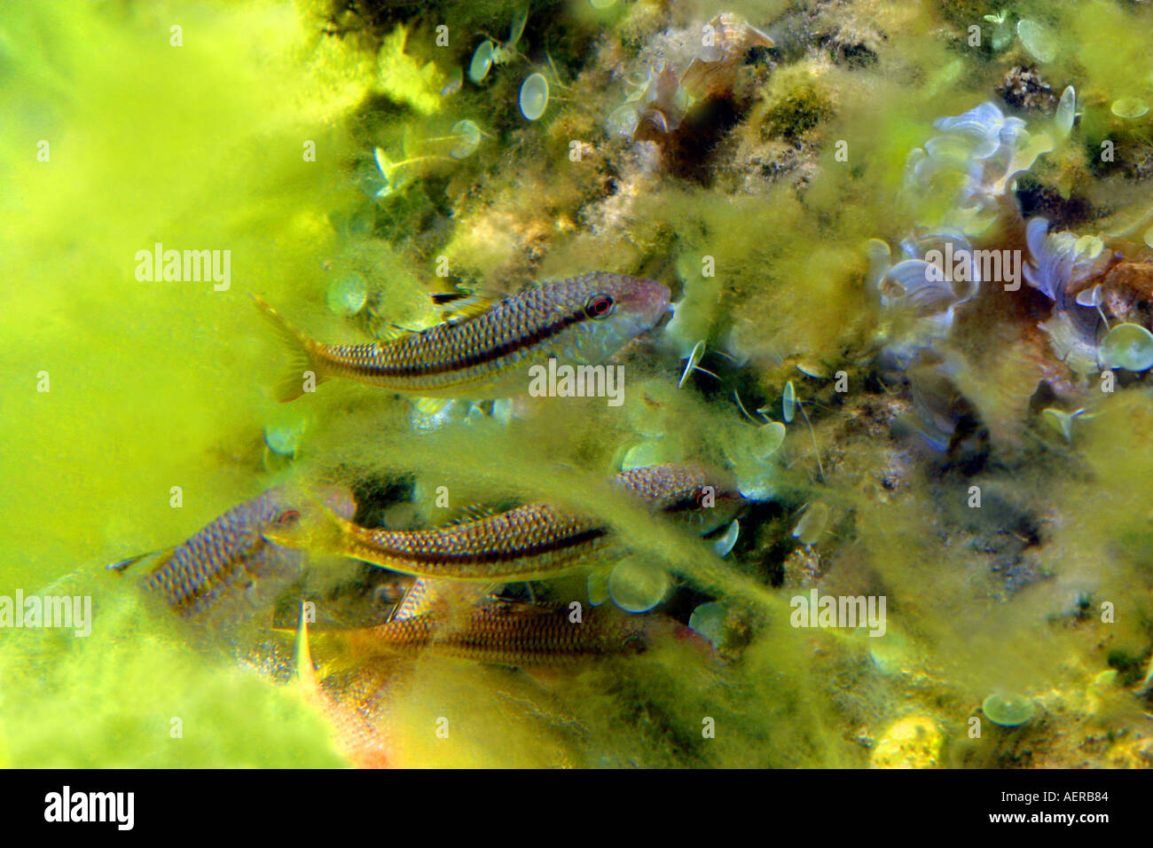 goatfish red mullet in Aegean Mediterranean Stock Photo - Alamy