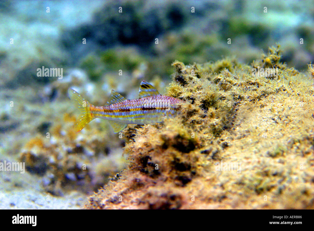 goatfish red mullet in Aegean Mediterranean Stock Photo - Alamy